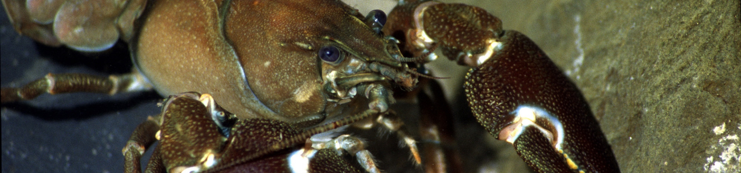 Edelkrebsprojekt NRW | Signalkrebs