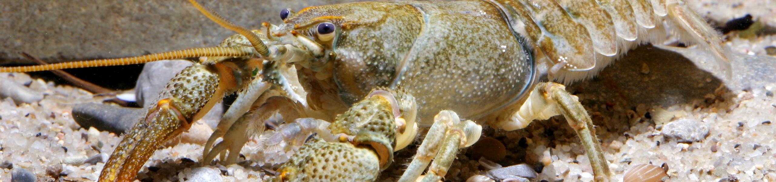 Edelkrebsprojekt NRW | Steinkrebs