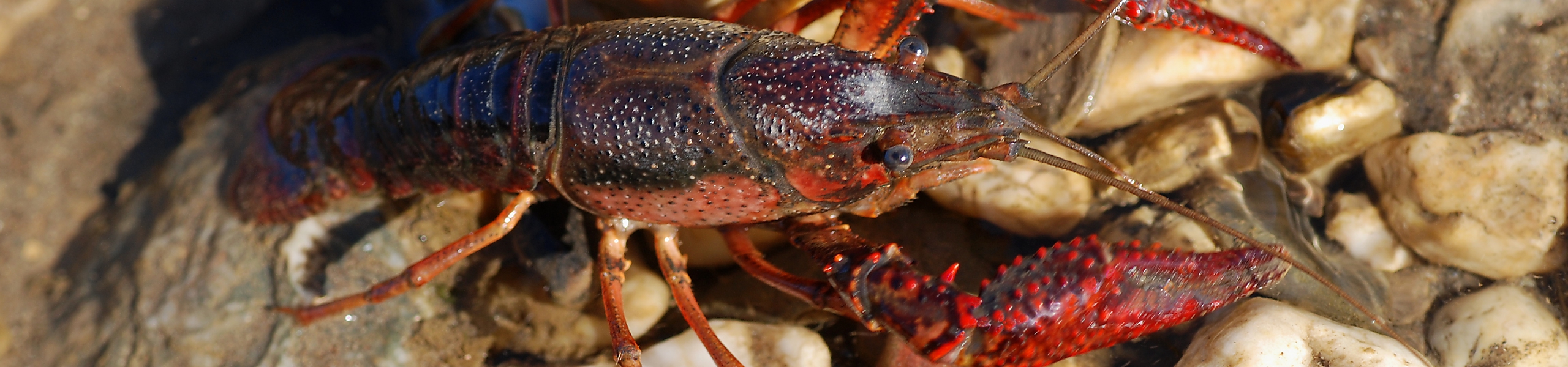 Edelkrebsprojekt NRW | Roter Amerikanischer Sumpfkrebs